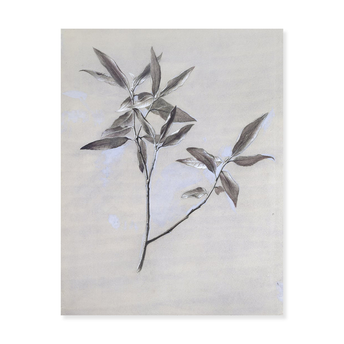 Spray of Olives Greetings Card– Ashmolean Museum